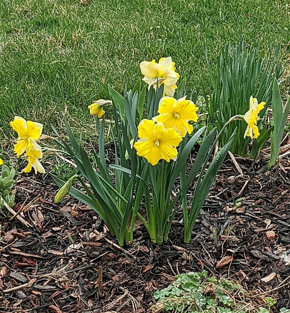 Untitled in the Plant ID forum - Garden.org