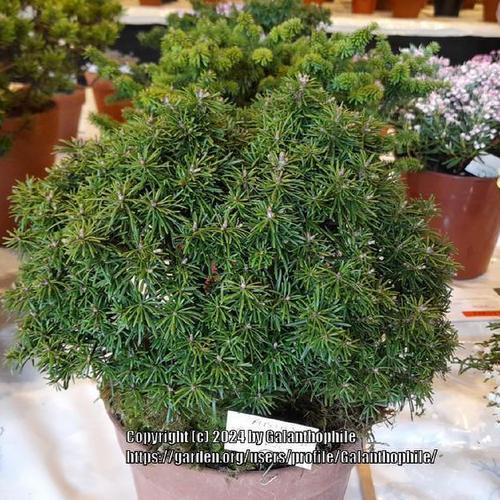 Sub-Alpine Fir (Abies lasiocarpa 'DuFlon') - Garden.org