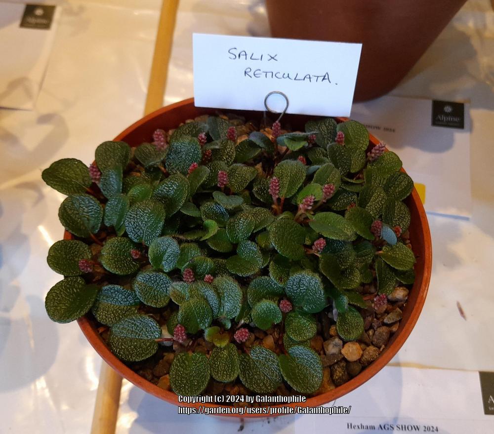 Netleaf willow (Salix reticulata) - Garden.org