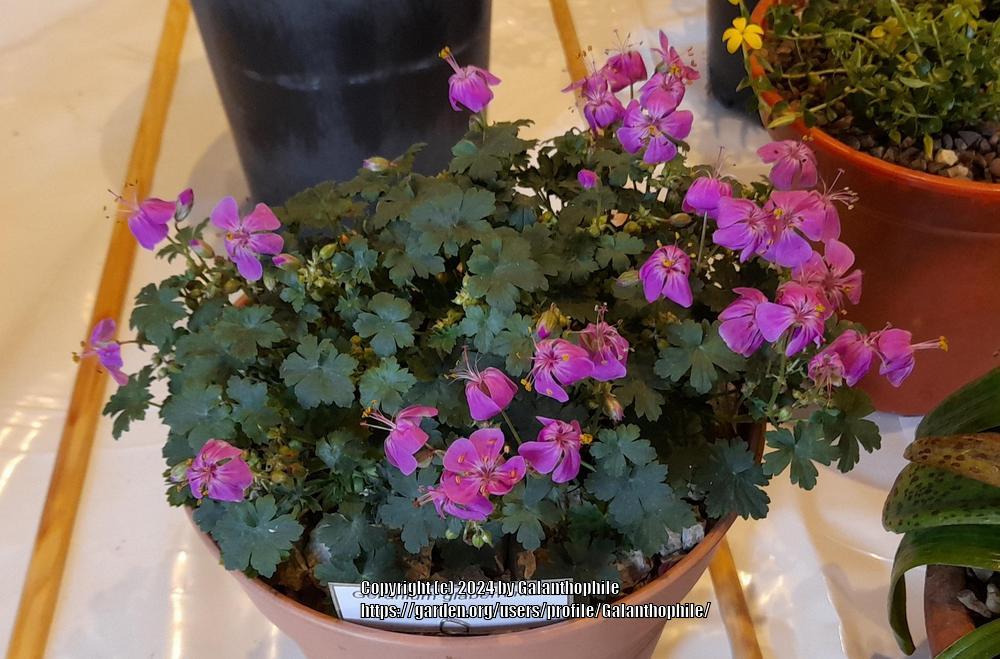 Photo of the entire plant of Geranium (Geranium glaberrimum) posted by ...