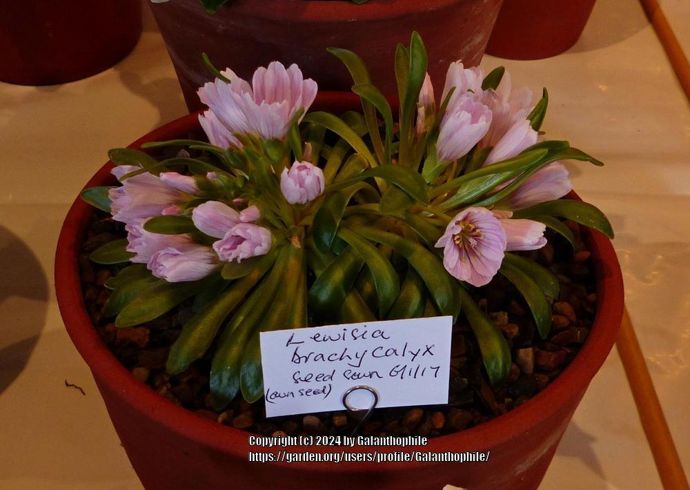 Photo of the entire plant of Short-Sepal Bitterroot (Lewisia ...