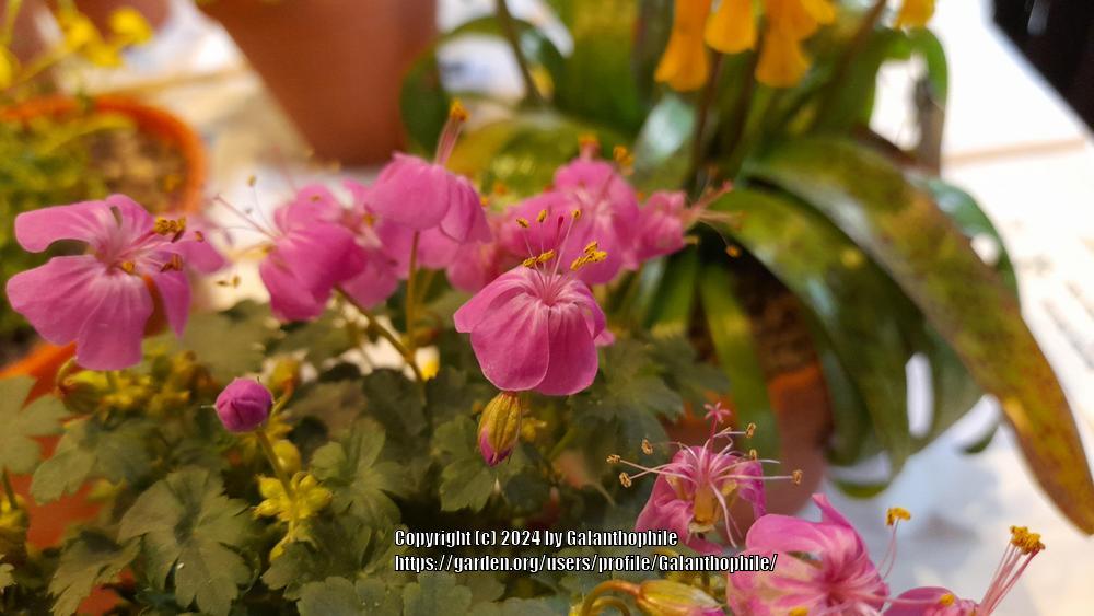 Photo of the bloom of Geranium (Geranium glaberrimum) posted by ...