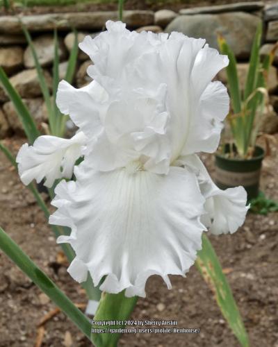 TB pure white iris in the Irises forum - Garden.org