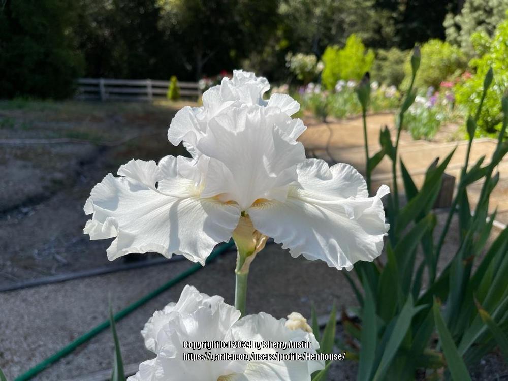TB pure white iris in the Irises forum - Garden.org