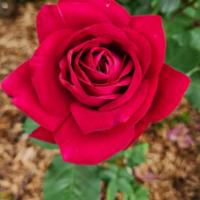 Photo of the bloom of Rose (Rosa 'Scarlet Knight') posted by ...