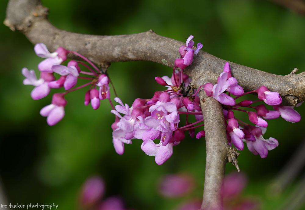 Photo of the bloom of Eastern Redbud (Cercis canadensis 'Whitewater ...