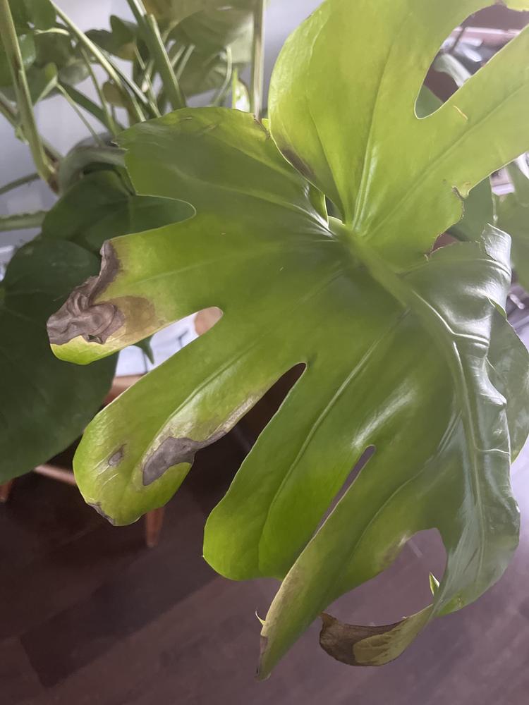 Monstera sunburn in the Ask a Question forum - Garden.org