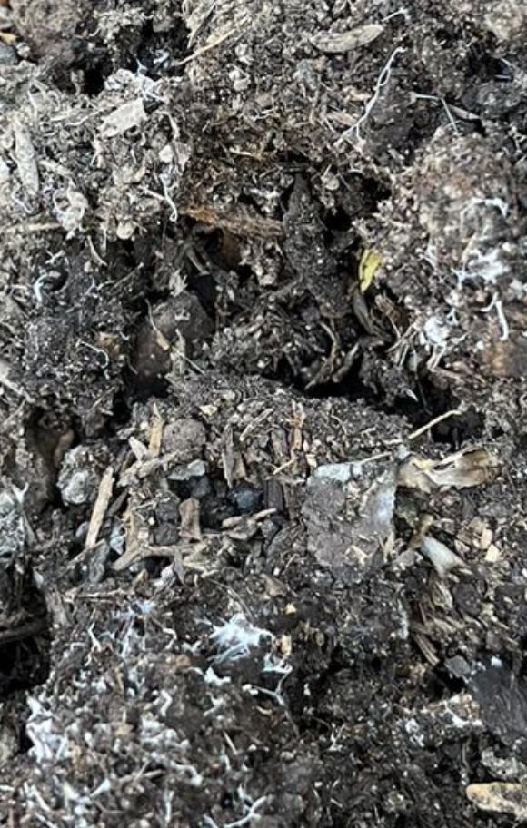 Soil condition in the Ask a Question forum - Garden.org