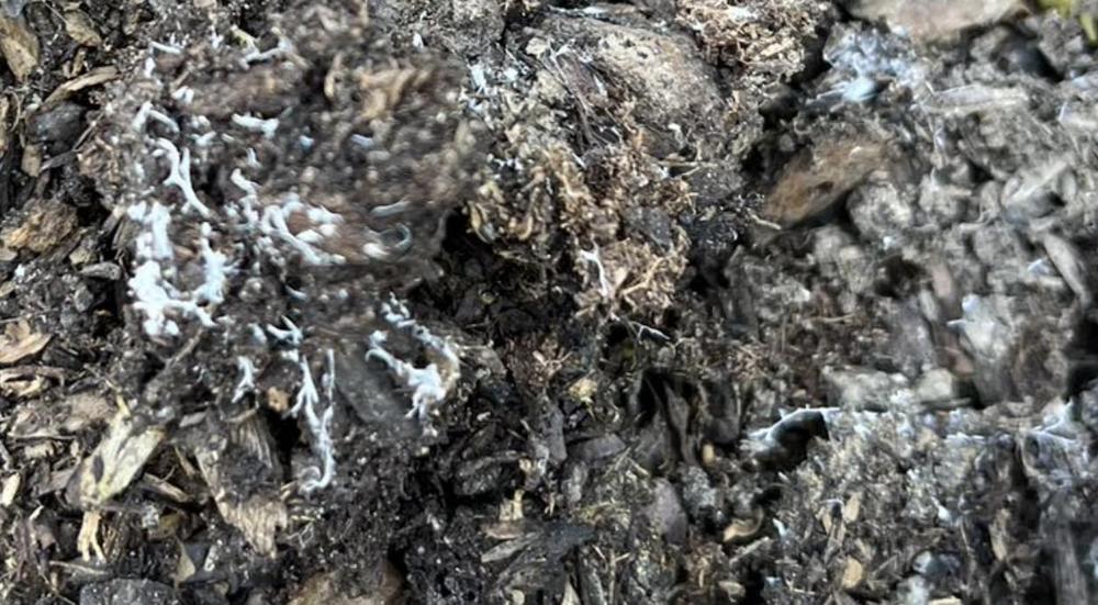 Soil condition in the Ask a Question forum - Garden.org