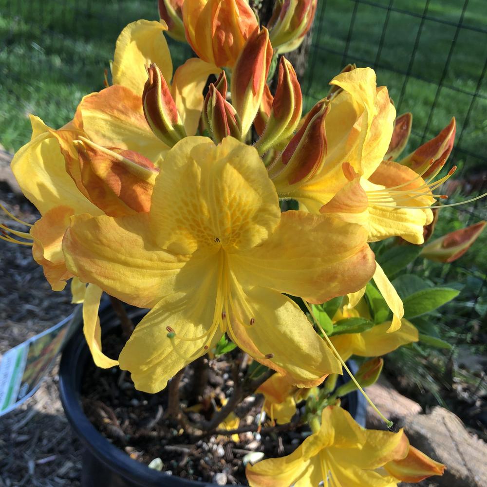 Photo of the bloom of Exbury Azalea (Rhododendron 'Arneson Gem') posted ...