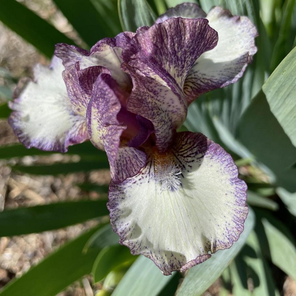 Photo of the bloom of Standard Dwarf Bearded Iris (Iris 'True Grit') posted by Bloomerrang ...