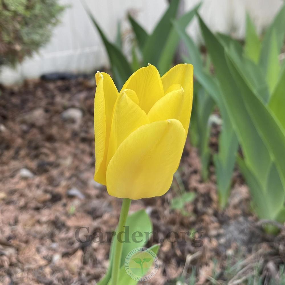 Photo of the bloom of Tulip (Tulipa 'Yellow Emperor') posted by ...