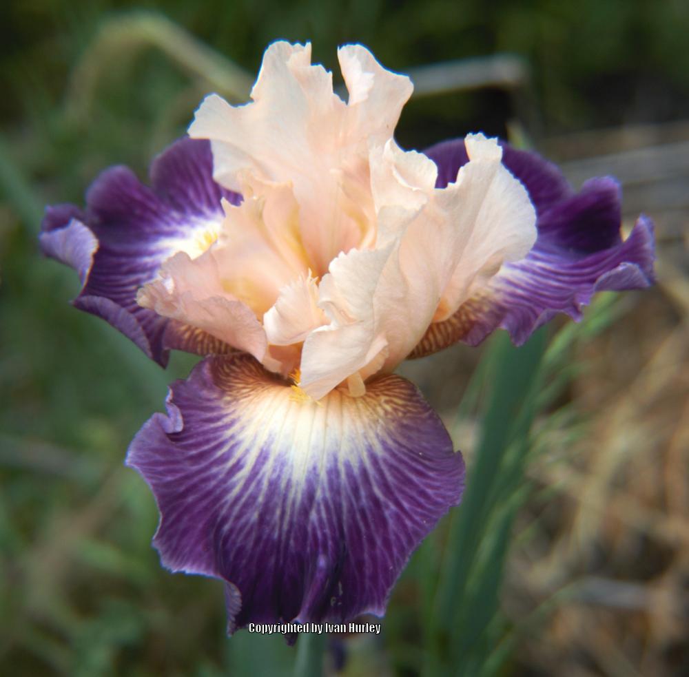 Tall Bearded Iris (Iris 'Berry Blend') in the Irises Database - Garden.org