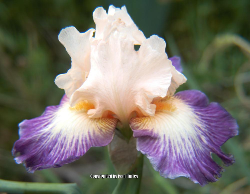 Photo of the bloom of Tall Bearded Iris (Iris 'Berry Blend') posted by ...