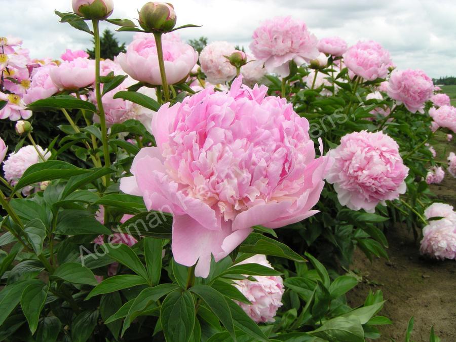 Photo of the entire plant of Peony (Paeonia lactiflora 'Angel Cheeks ...