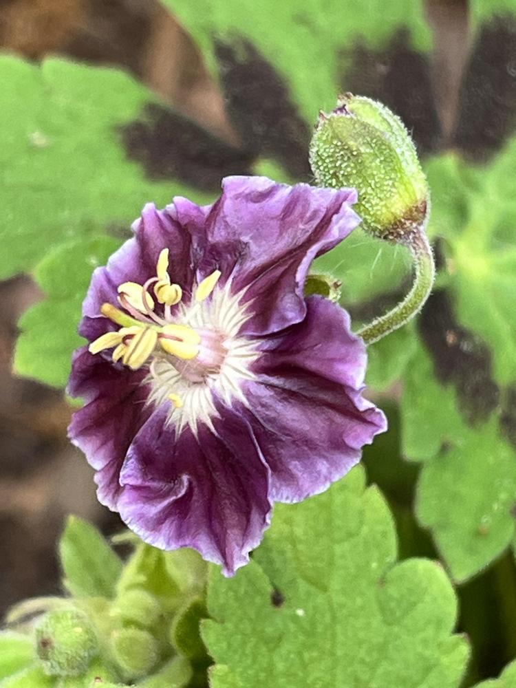 Photo of the bloom of Dusky Cranesbill (Geranium phaeum 'Samobor ...