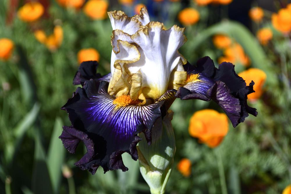 Photo of the bloom of Tall Bearded Iris (Iris 'All the Rage') posted by ...