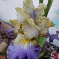 Photo of the bloom of Tall Bearded Iris (Iris 'Gilt-Edged Bond') posted ...