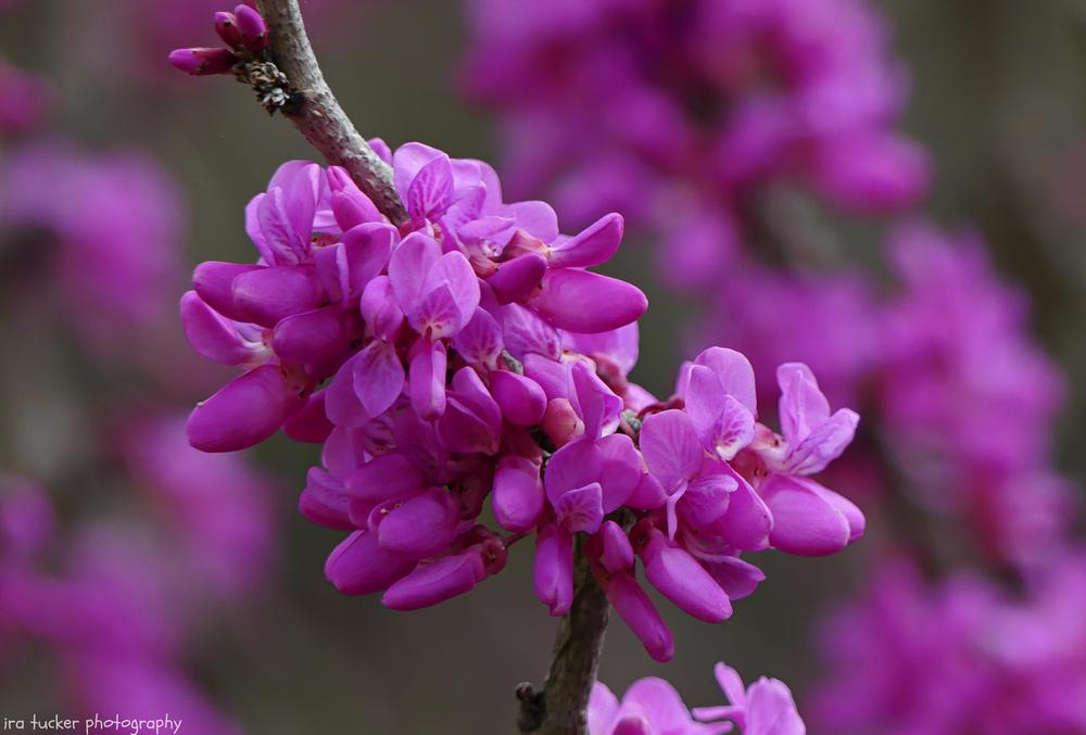 Photo of the bloom of Chinese Redbud (Cercis chinensis 'Don Egolf ...