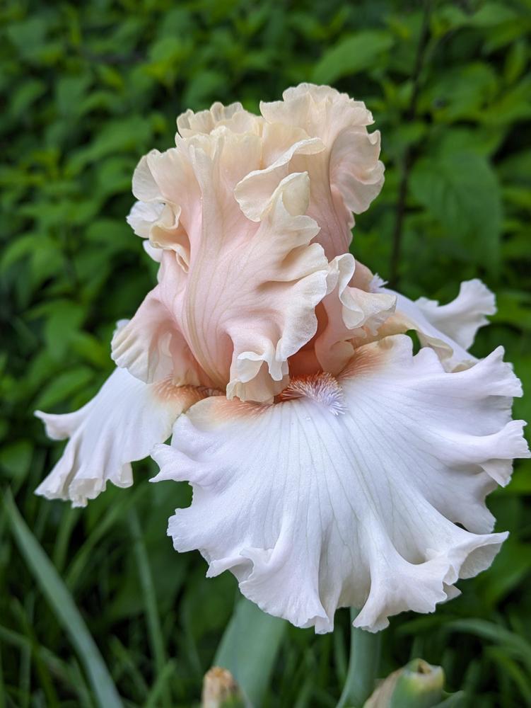 Tall Bearded Iris (Iris 'George’s Legacy') in the Irises Database ...