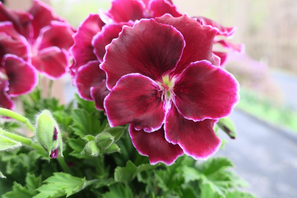 Regal Geranium (Pelargonium Aristo® Black Beauty) in the Pelargoniums ...