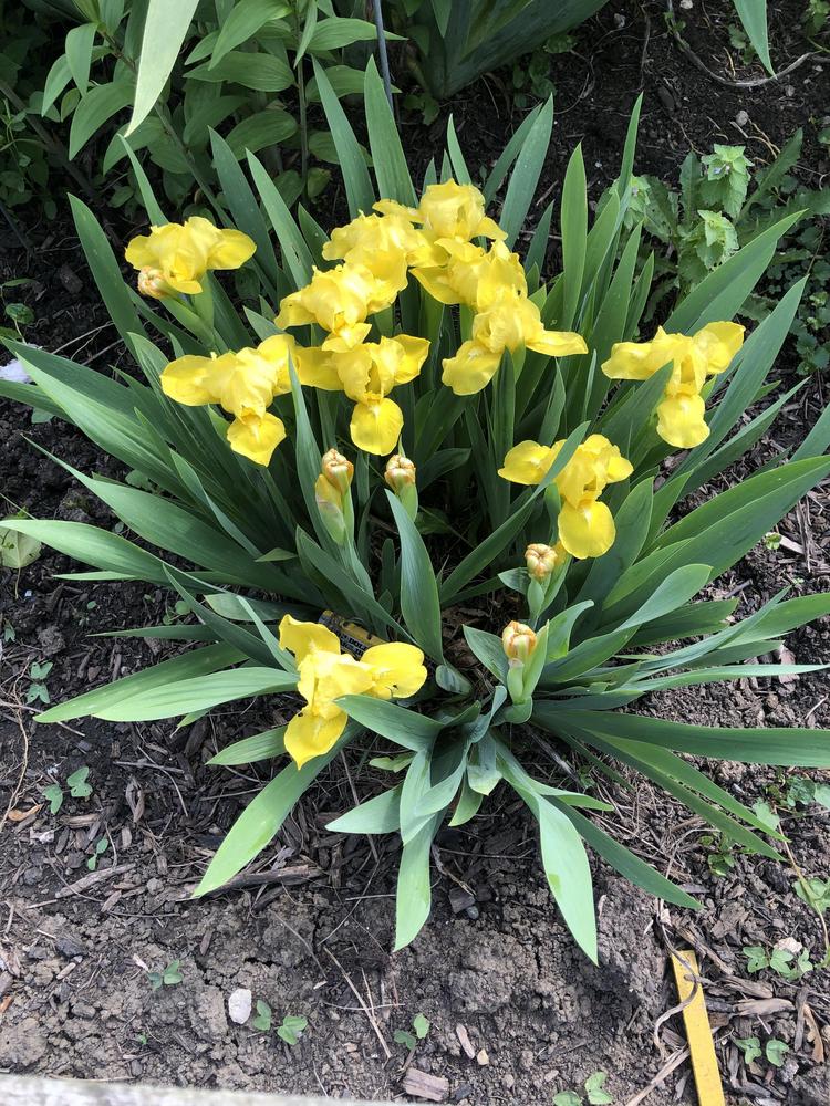 Photo of the entire plant of Standard Dwarf Bearded Iris (Iris 'Sun ...