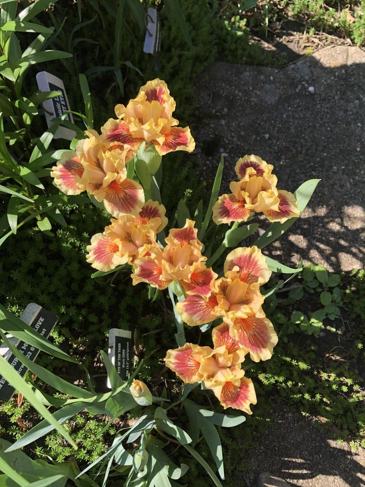 Photo of the entire plant of Standard Dwarf Bearded Iris (Iris 'Eye of ...