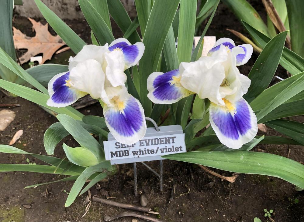 Photo of the bloom of Miniature Dwarf Bearded Iris (Iris 'Self Evident ...