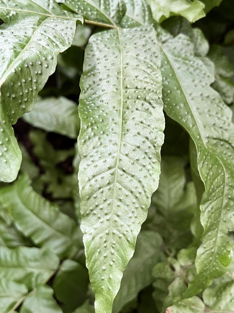 Photo of the leaves of Incised Halberd Fern (Tectaria incisa) posted by ...