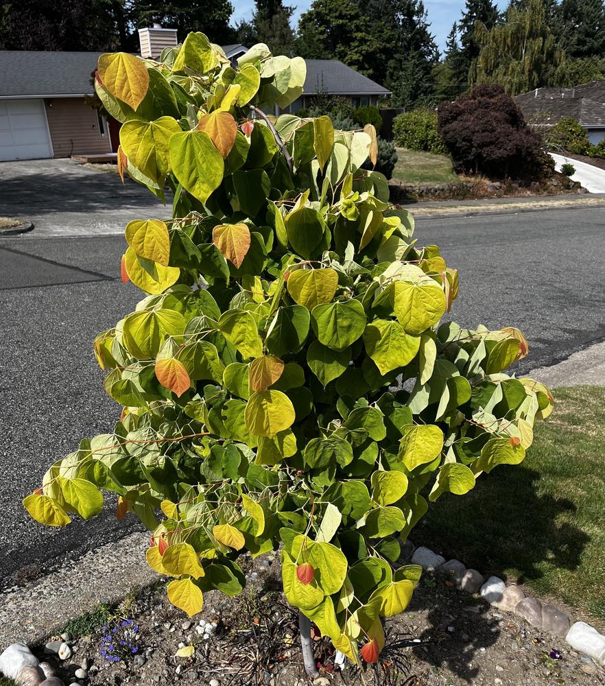 Photo of the entire plant of Eastern Redbud (Cercis canadensis The ...