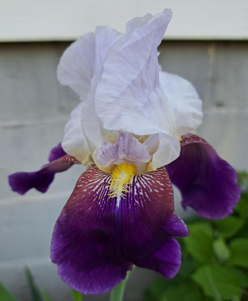 Photo of the bloom of Tall Bearded Iris (Iris 'Helen Collingwood ...