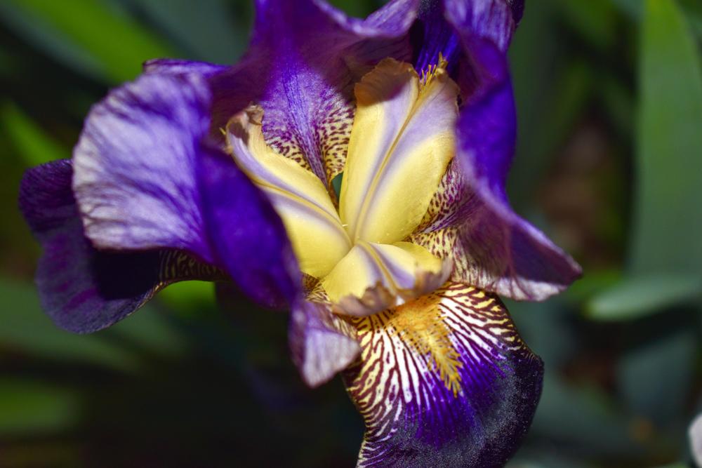 Photo of the bloom of Tall Bearded Iris (Iris 'Alcazar') posted by ...