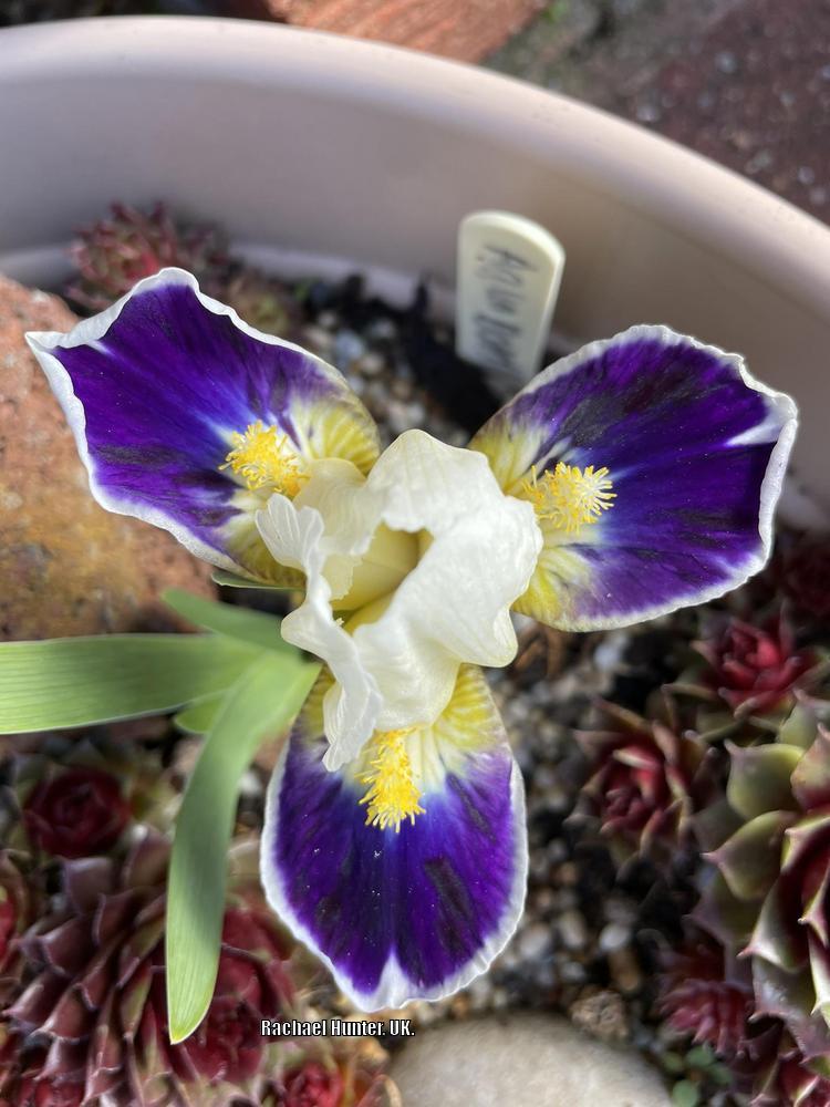 Photo of the bloom of Miniature Dwarf Bearded Iris (Iris 'Aquadoodle ...