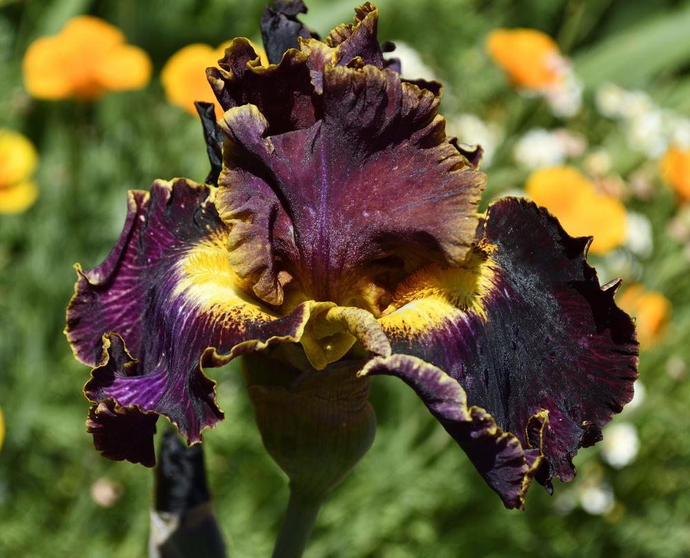 Photo of the bloom of Iris 'Here Comes Trouble' posted by azcowgirl ...