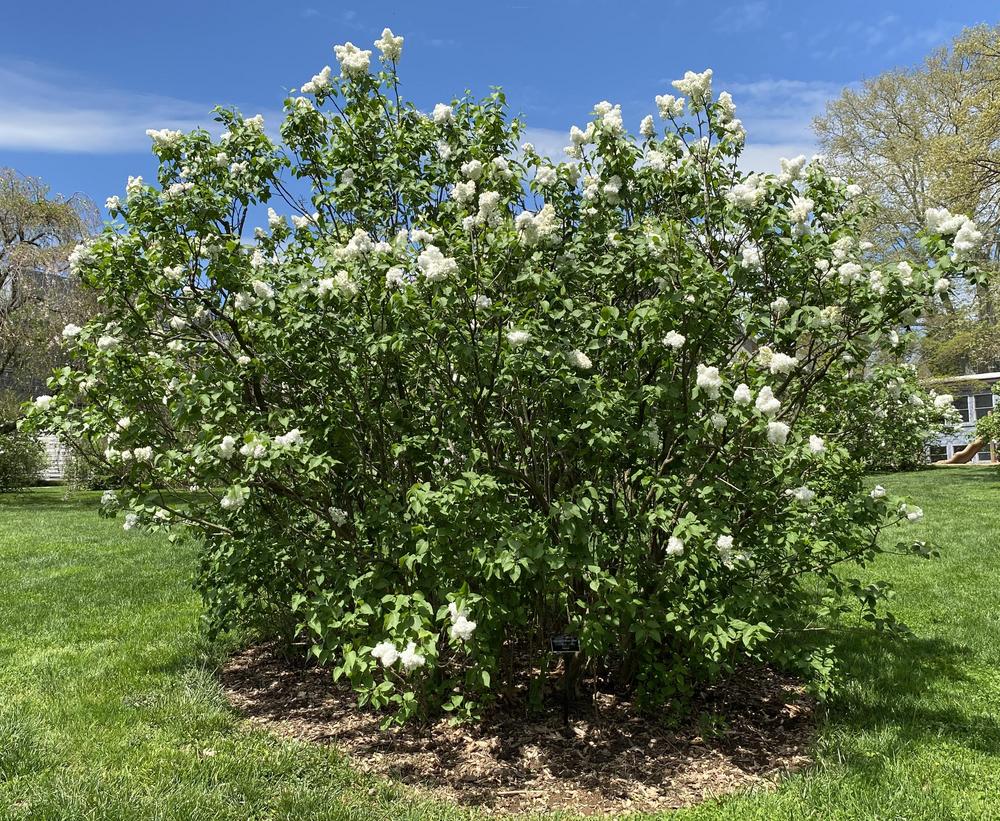 Photo of the entire plant of Common Lilac (Syringa vulgaris 'Souvenir d ...