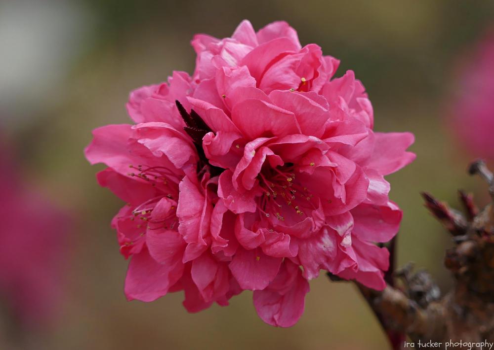 Patio Peach Tree (Prunus persica Ruby Ruffle™) in the Peaches Database ...