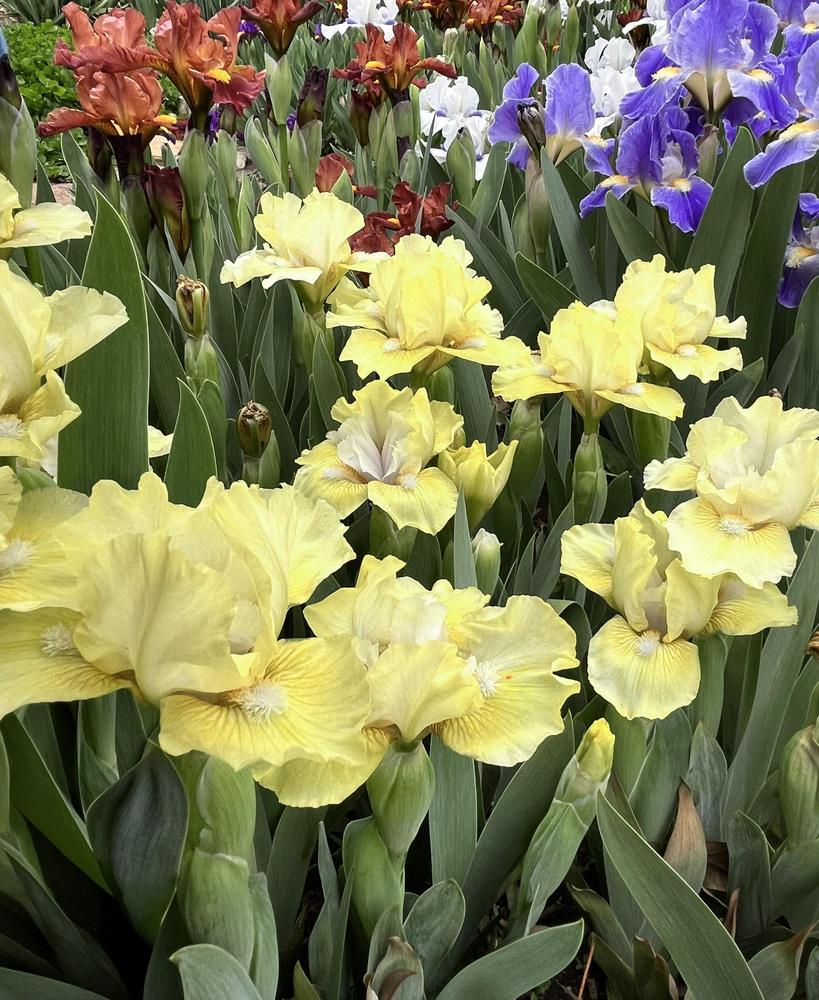 Photo of the bloom of Standard Dwarf Bearded Iris (Iris 'Some Sunny Day ...