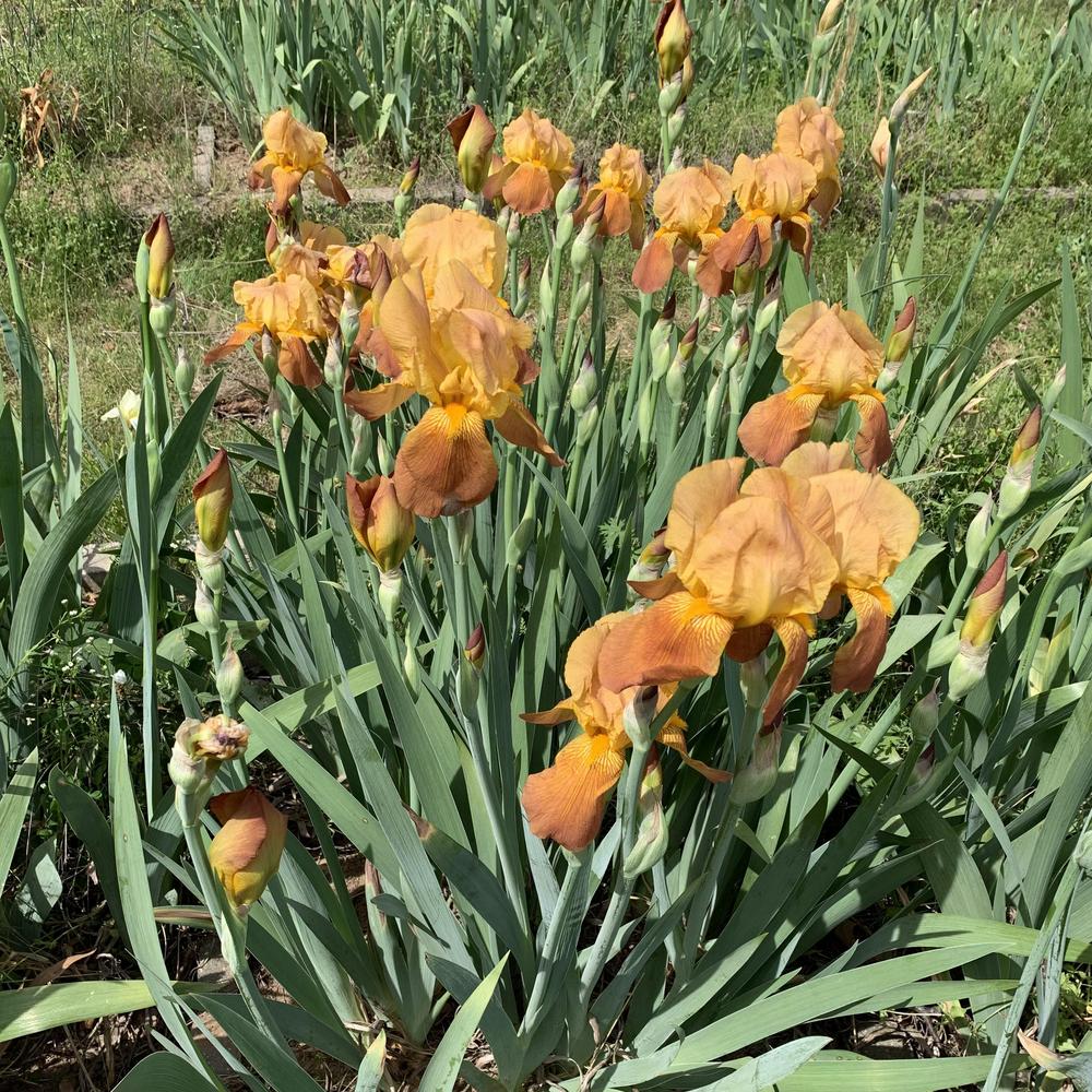 Photo of the entire plant of Tall Bearded Iris (Iris 'Sunset Serenade') posted by Dodecatheon3 ...