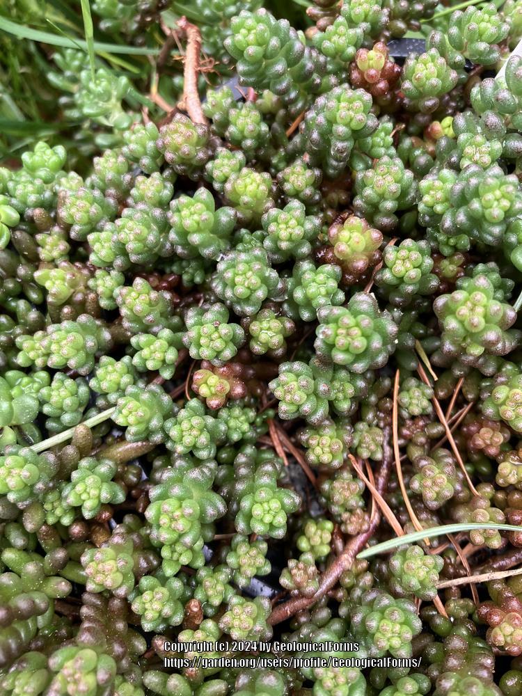 Sedum Hybridizing; crosses, seed starting, selection and cultivar ...