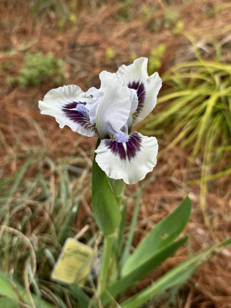 Miniature Dwarf Bearded Iris (Iris 'Owyhee Opal') in the Irises ...