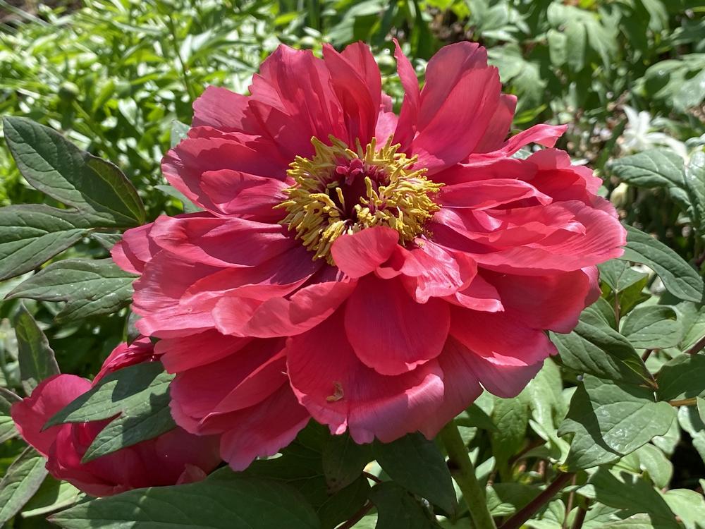 Peony (Paeonia 'Mikauni-no-Homare') in the Peonies Database - Garden.org