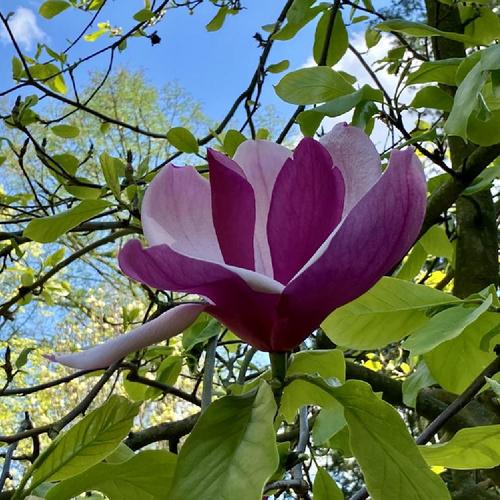 Magnolia 'Frank's Masterpiece' in the Magnolias Database - Garden.org