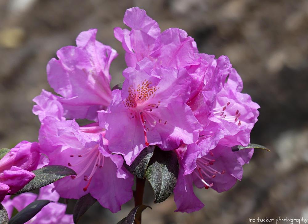 Rhododendron Black Hat® in the Rhododendrons Database - Garden.org