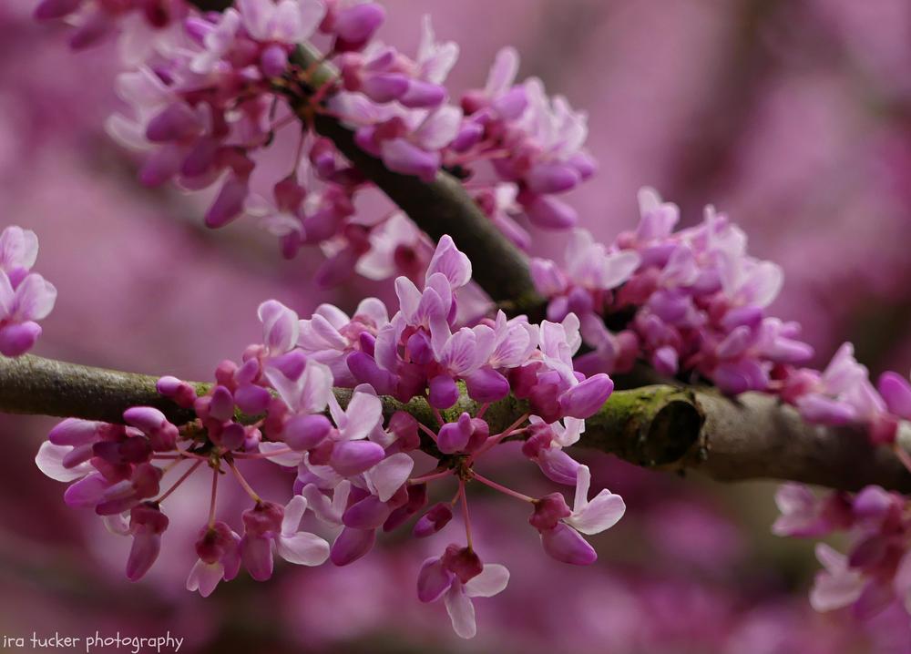 Photo of the bloom of Eastern Redbud (Cercis canadensis 'Alley Cat ...