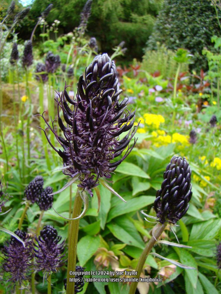 Black Rampion (Phyteuma nigrum) - Garden.org