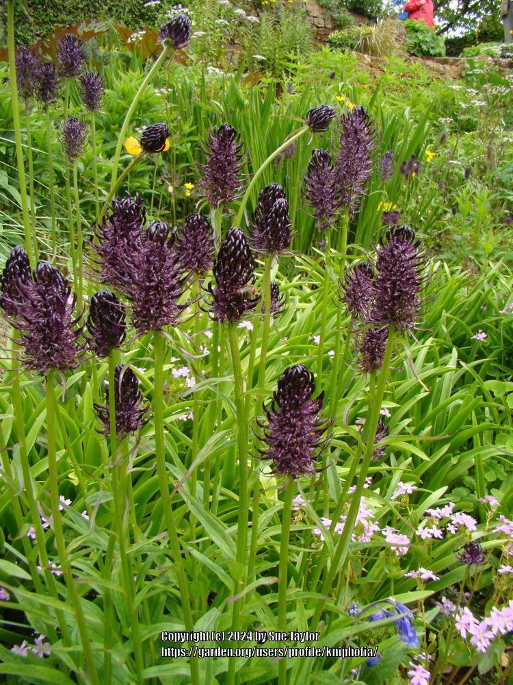 Photo of the bloom of Black Rampion (Phyteuma nigrum) posted by ...