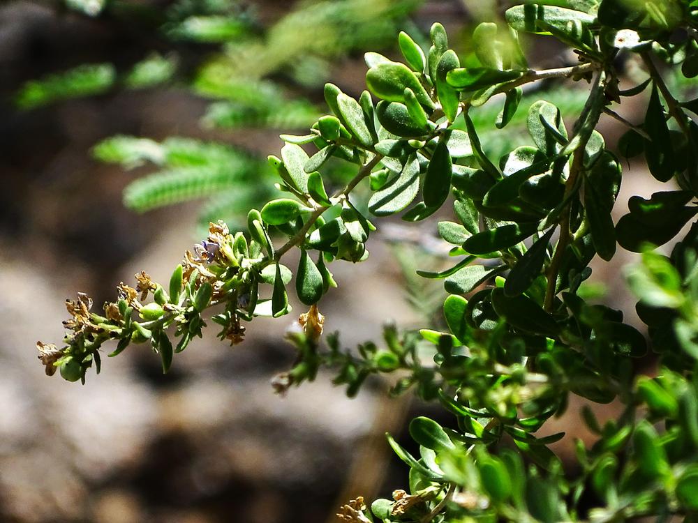 Photo of the stem, scape, stalk or bark of Wolfberry (Lycium fremontii ...