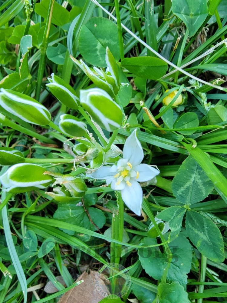 Bulb ID in the Plant ID forum - Garden.org