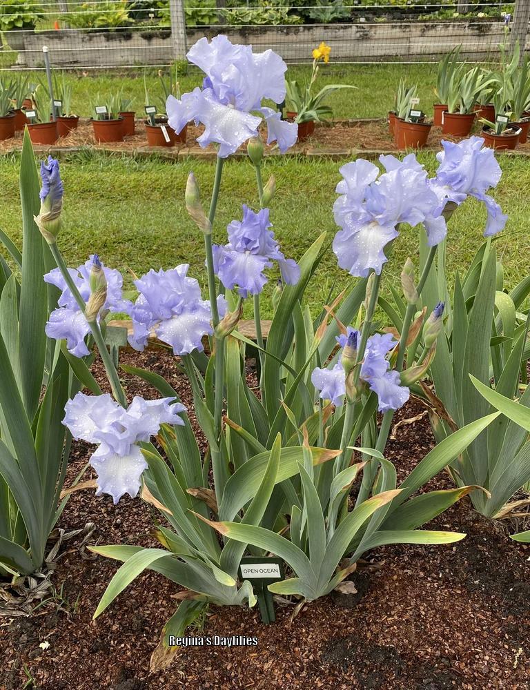 Tall Bearded Iris (Iris 'Open Ocean') in the Irises Database - Garden.org
