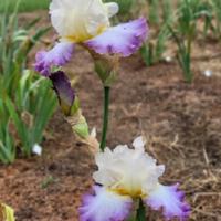 Photo of the bloom of Tall Bearded Iris (Iris 'Mist on the Mountain ...